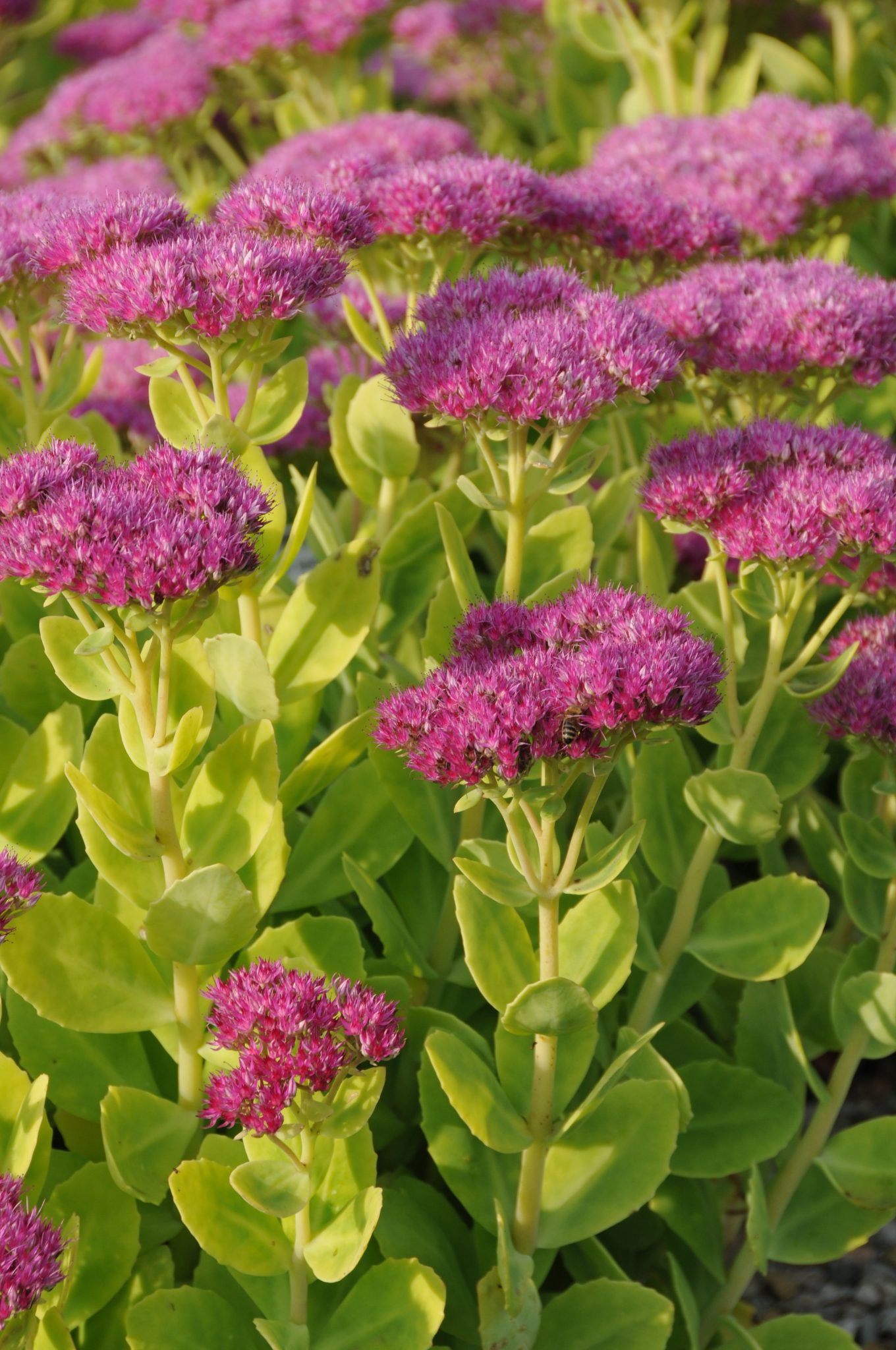 Sedum spectabile ‚Lisa‘ – Fehrle Stauden