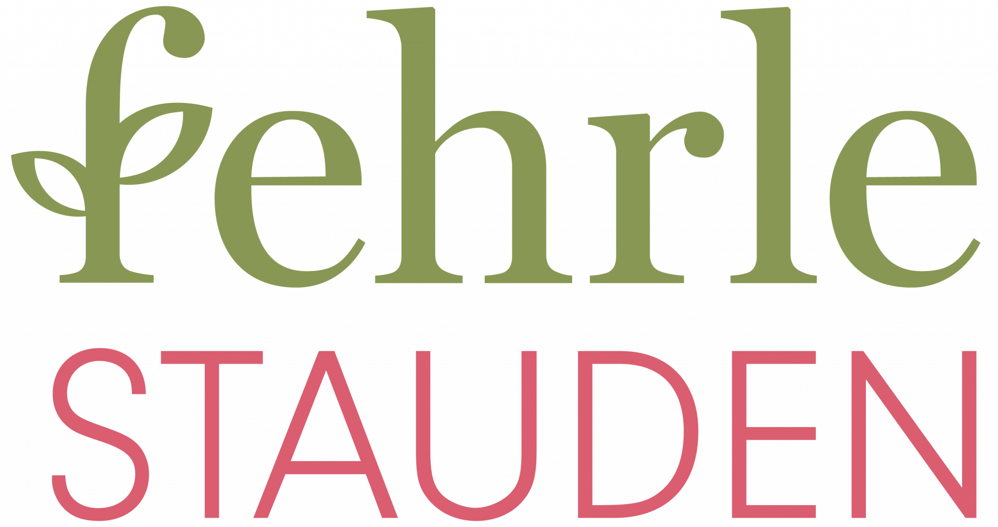 Inula hirta – Fehrle Stauden